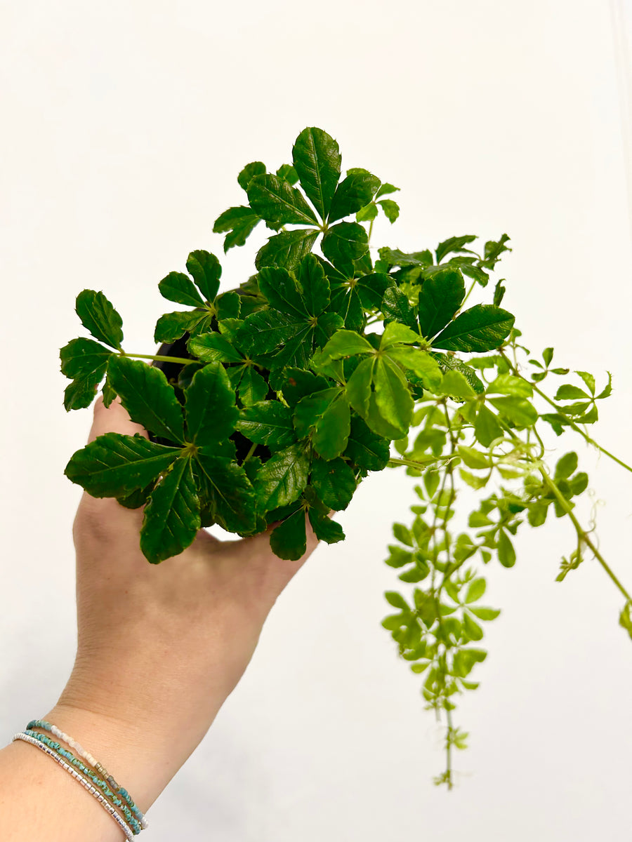 3.5” Sugar Vine – Abel Mountain